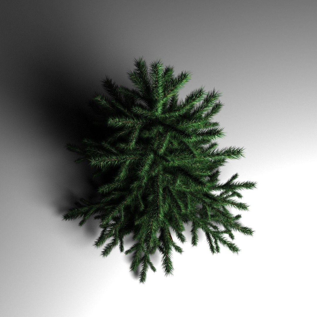 3d Model Spruce