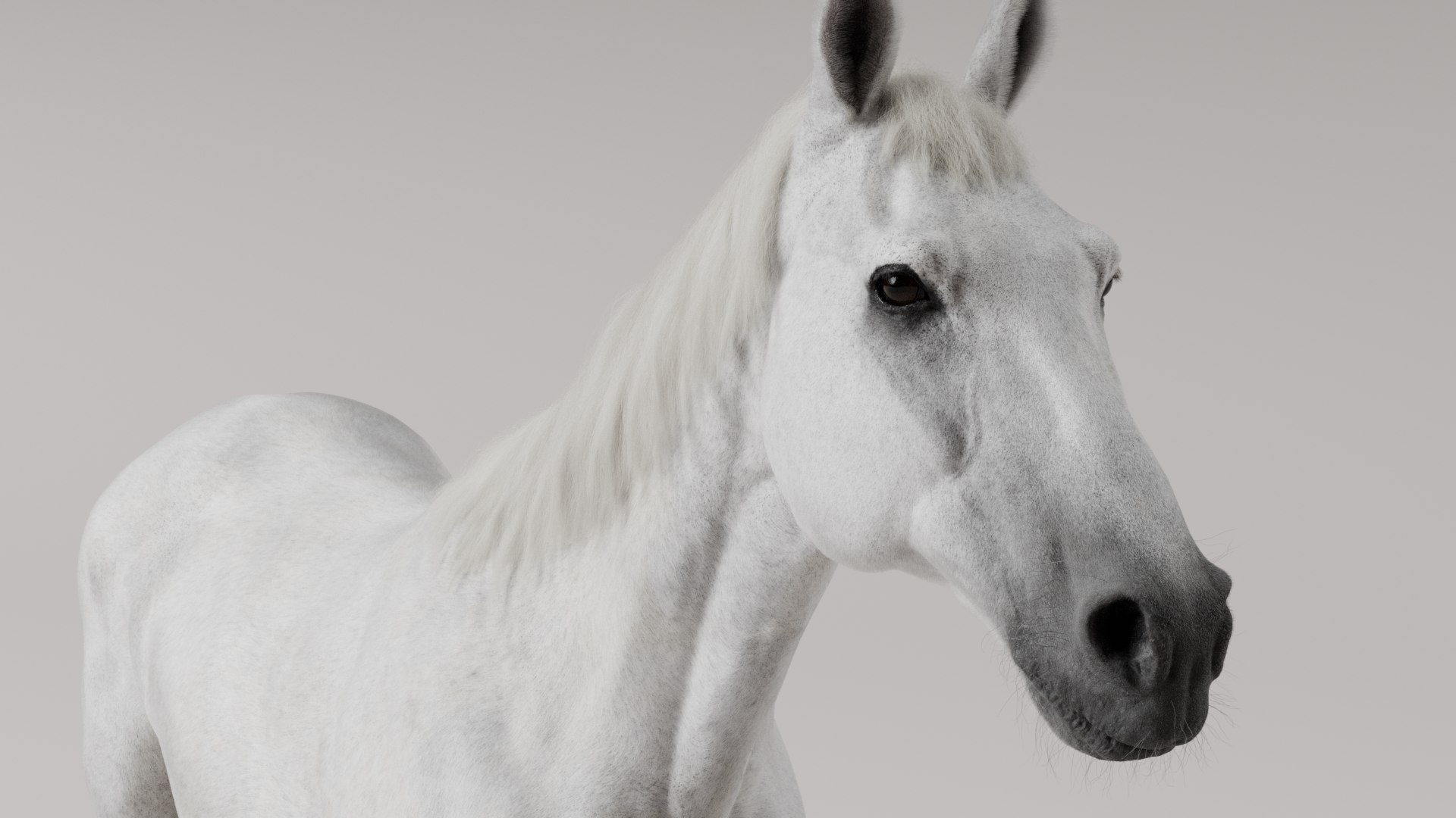 Horse White 3D Model - TurboSquid 2202902