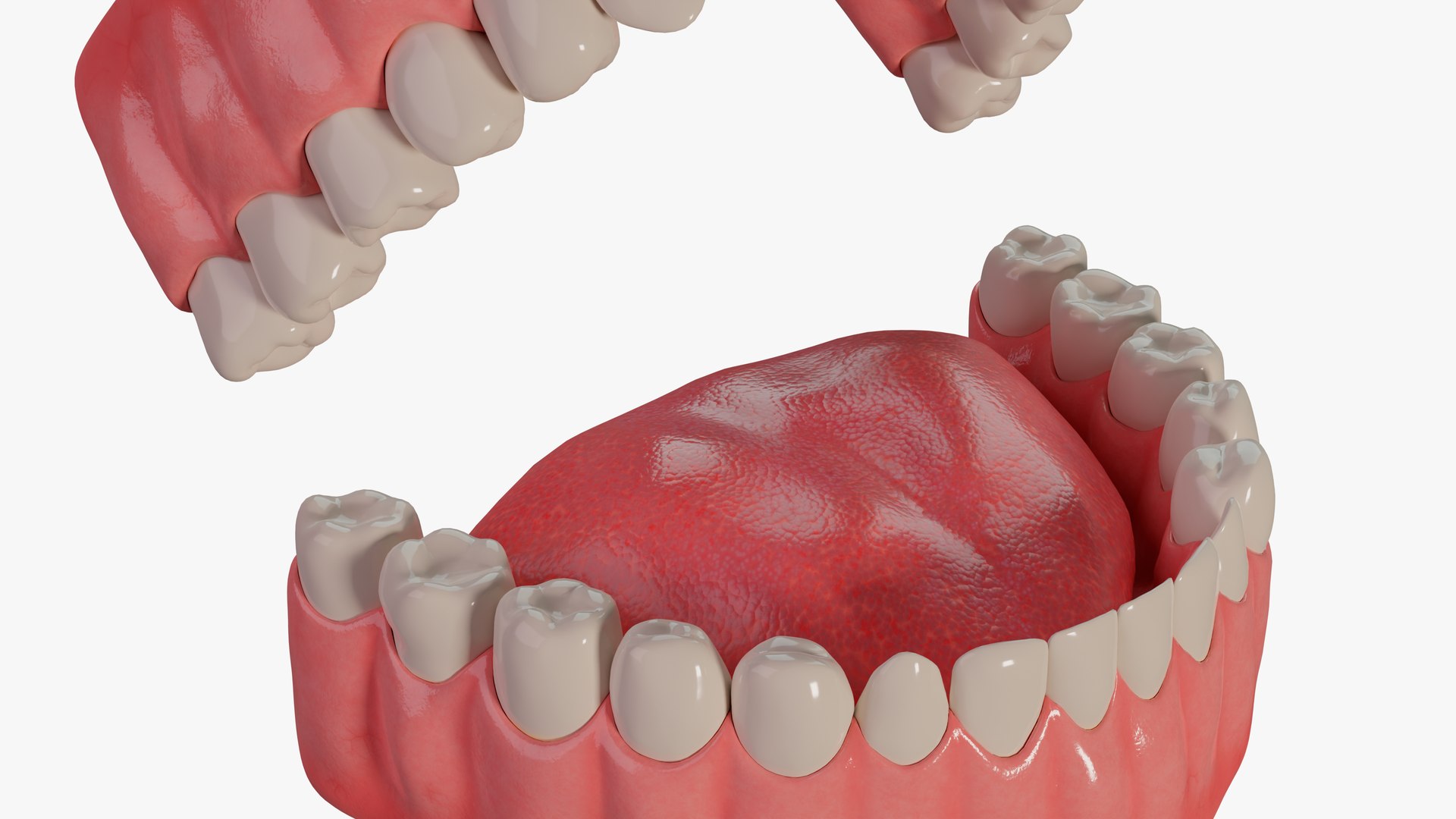 Human Gums With Teeth And Tongue 3D - TurboSquid 1862676