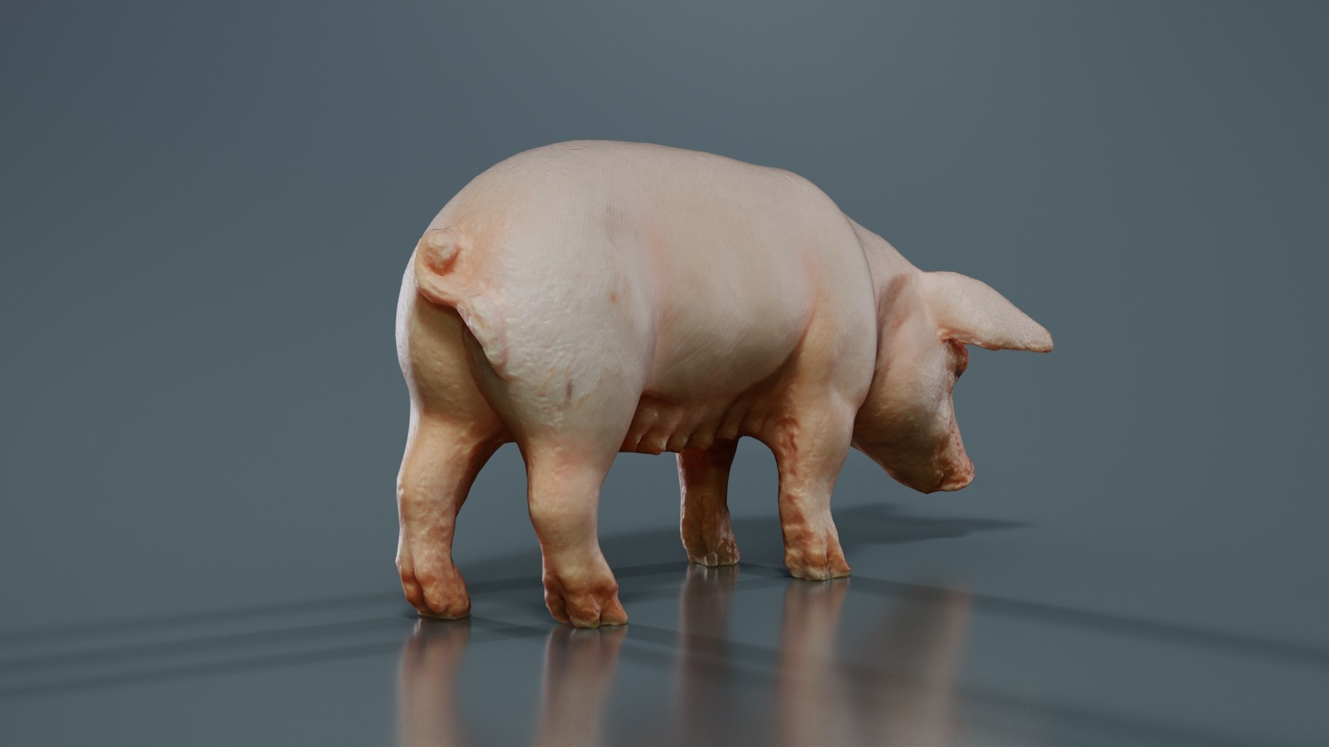 3D Pig Remastered - TurboSquid 2363567