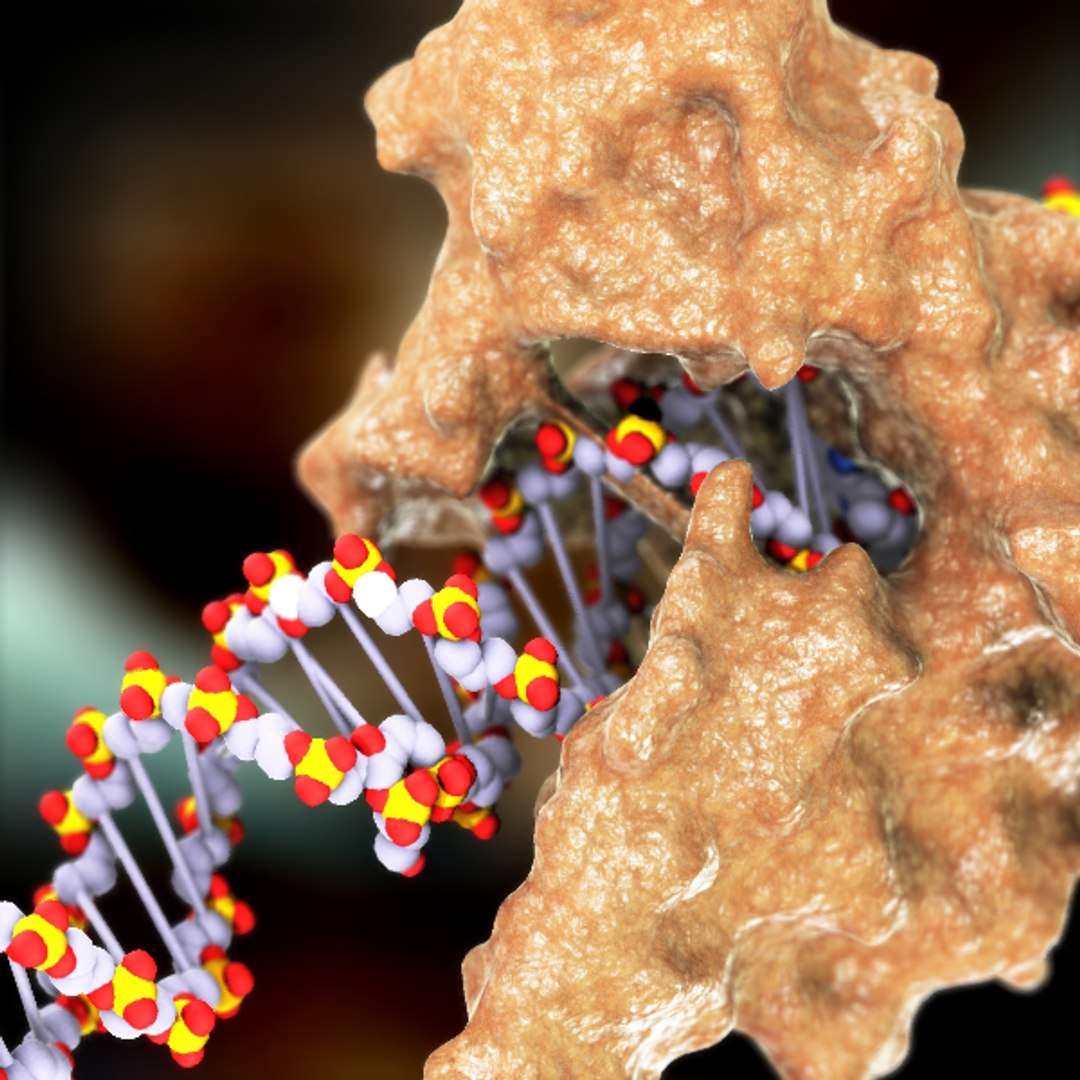 Dna Topoisomerase Max