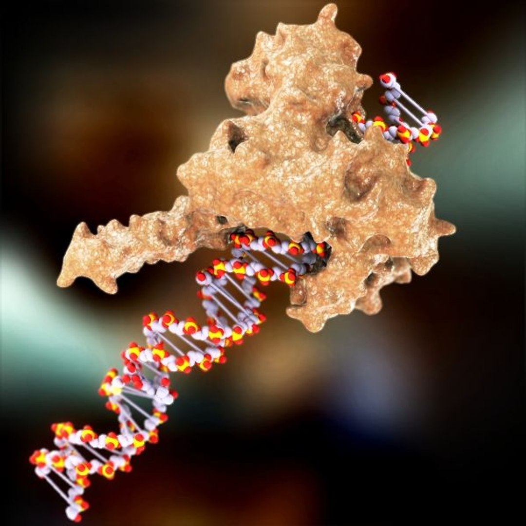 Dna Topoisomerase Max