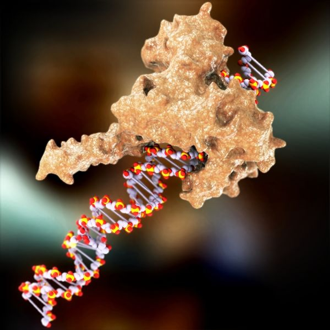 Dna Topoisomerase Max