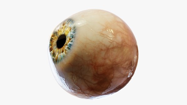 3d model of human eye