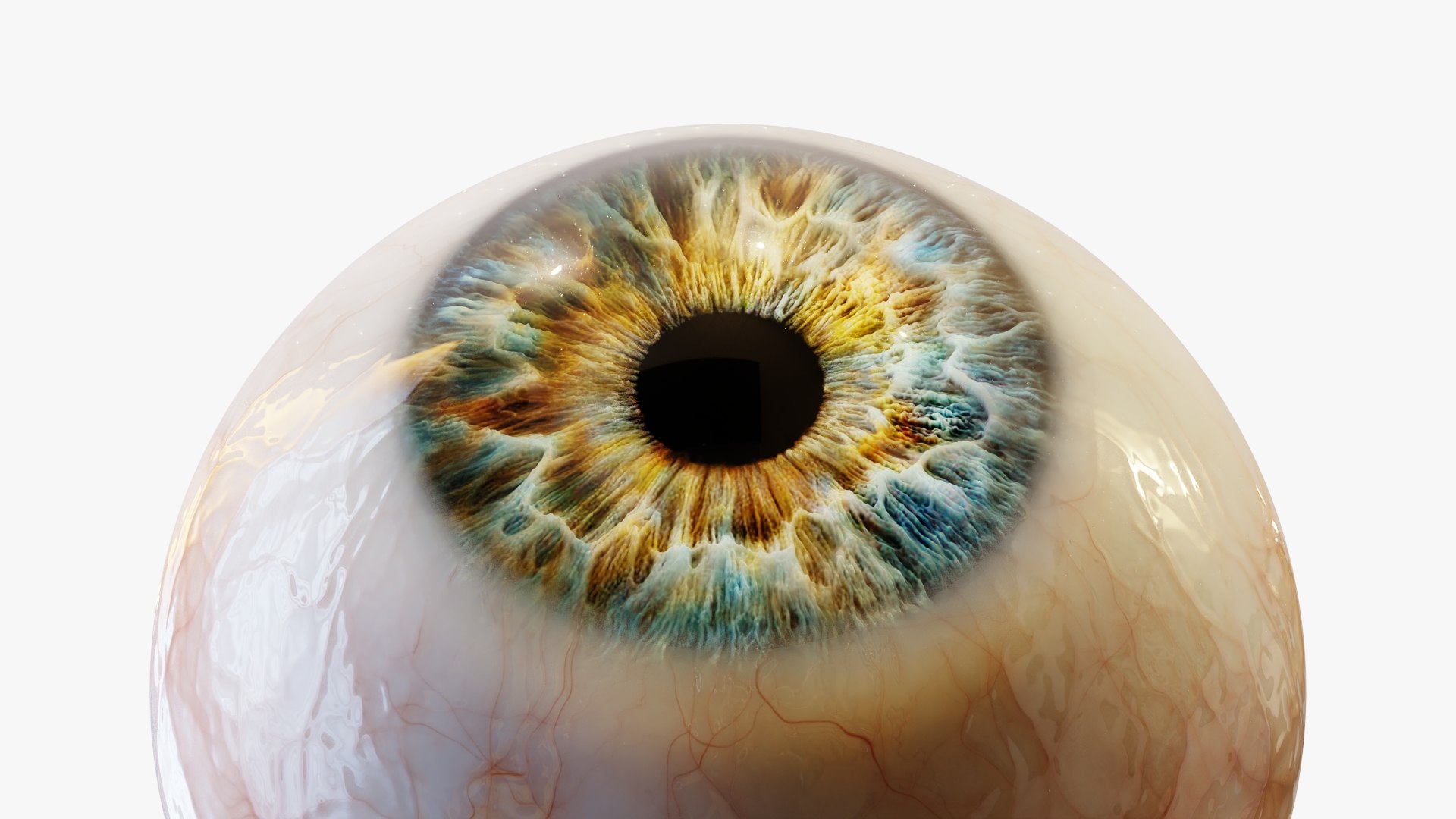 3d Model Of Human Eye