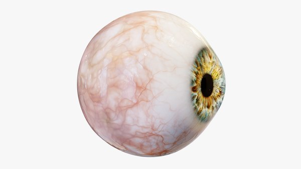3d model of human eye