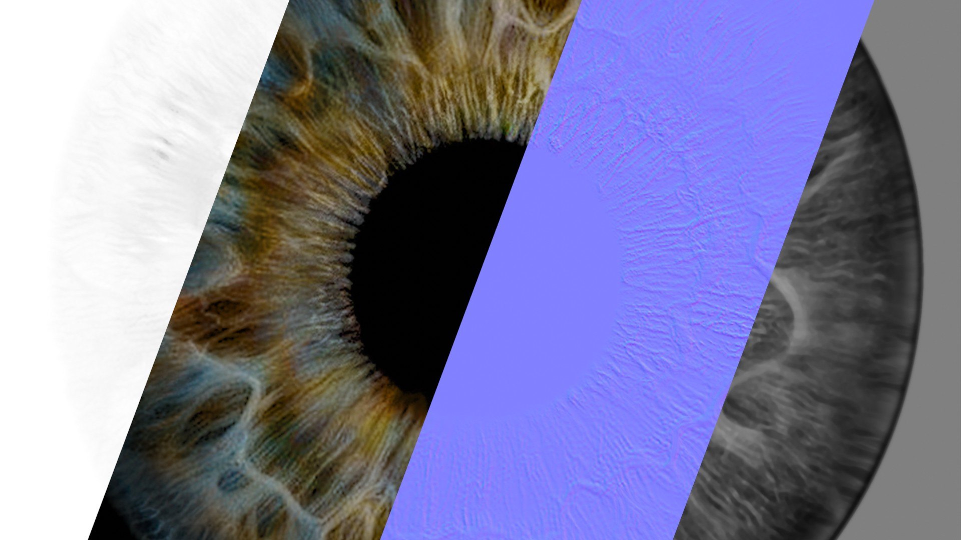 3d model of human eye