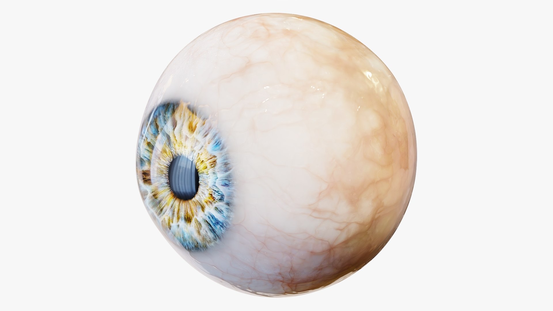 3d Model Of Human Eye