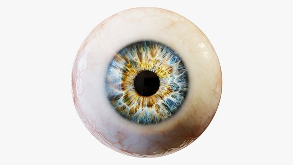 3d model of human eye