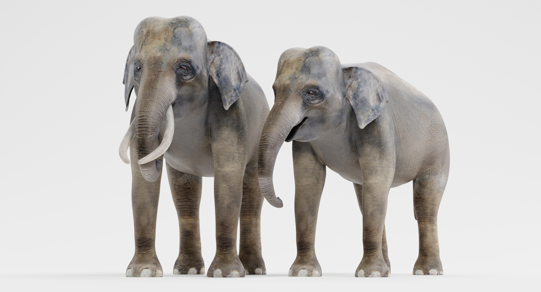 3D model asian elephants - TurboSquid 1341691