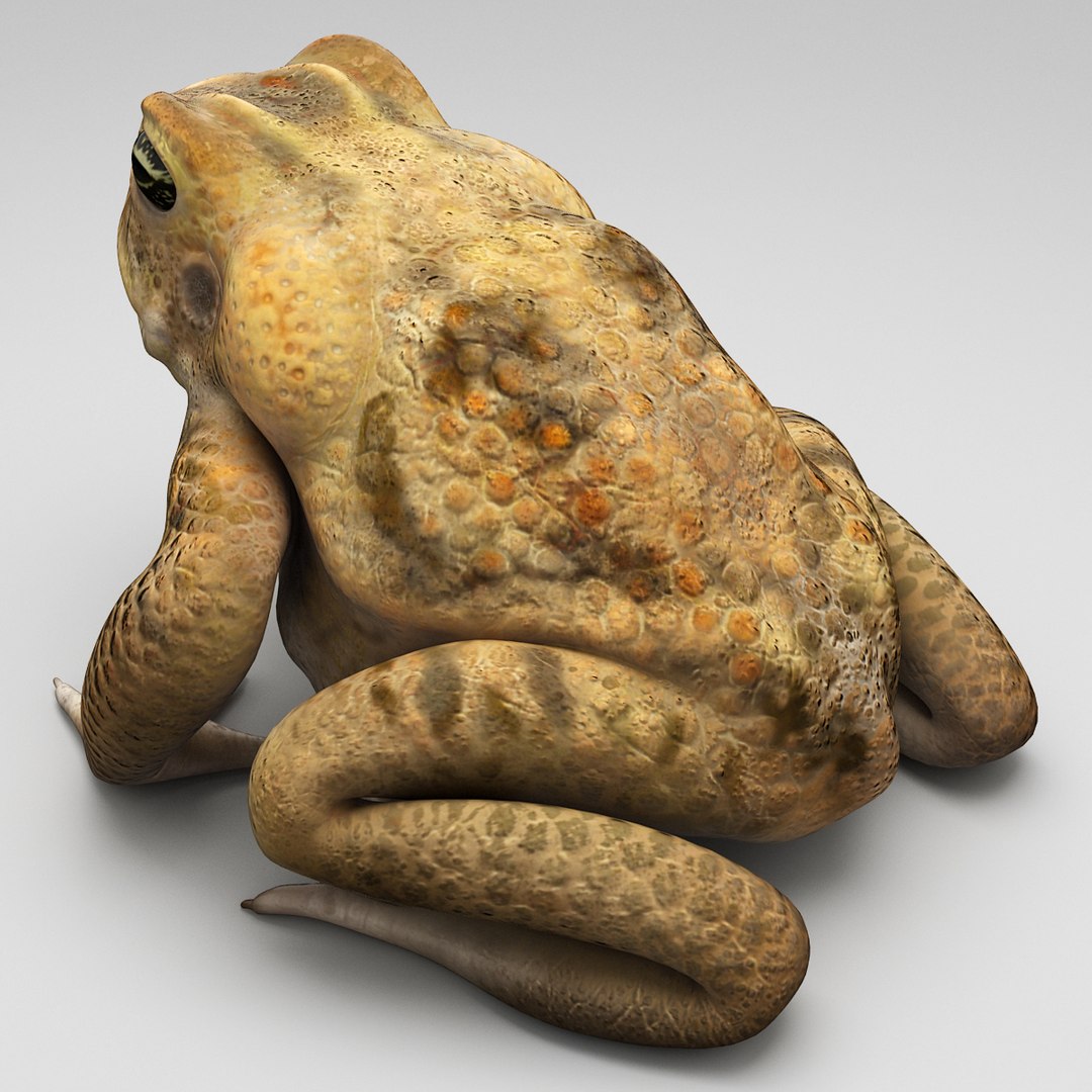 Max Frog Cane Toad