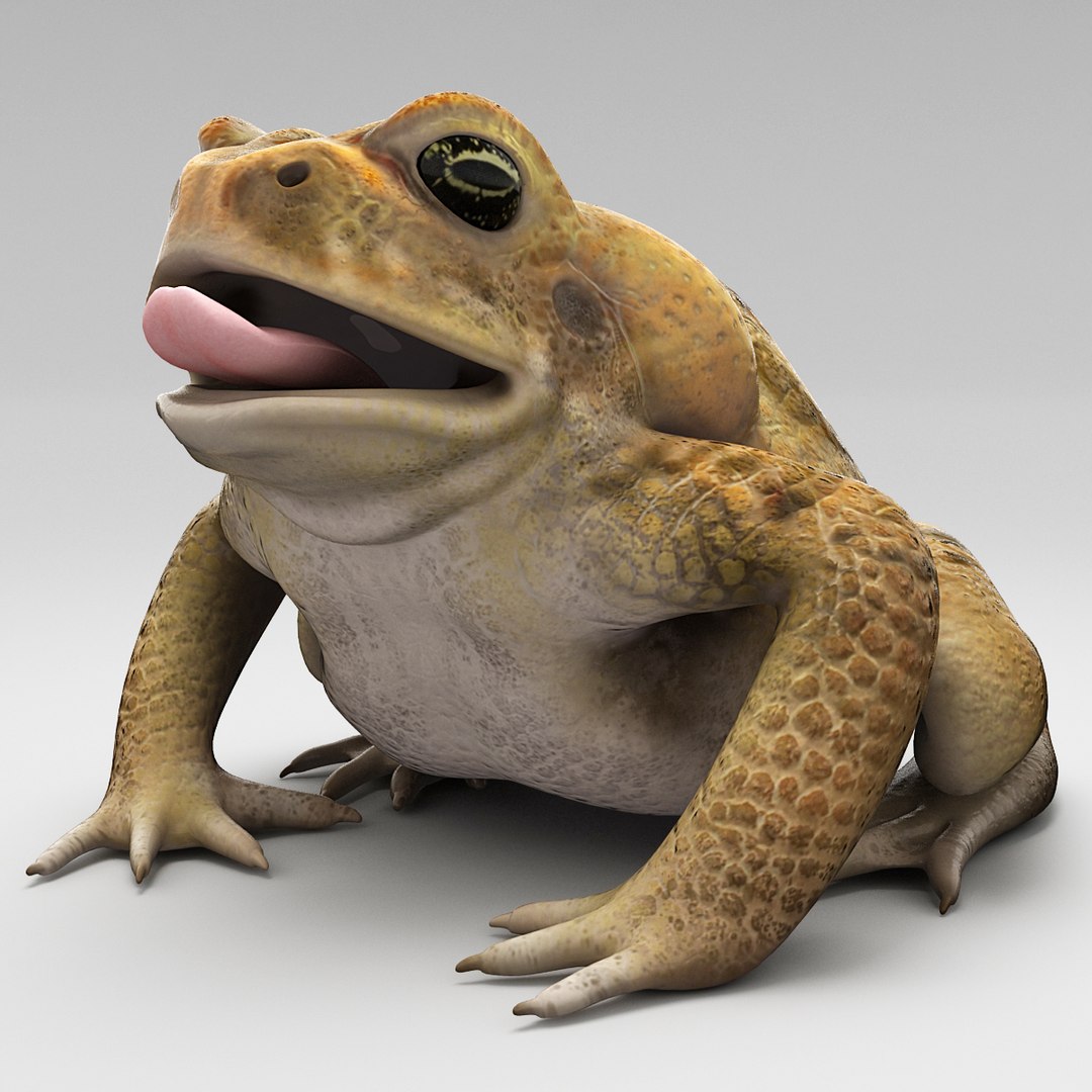 Max Frog Cane Toad