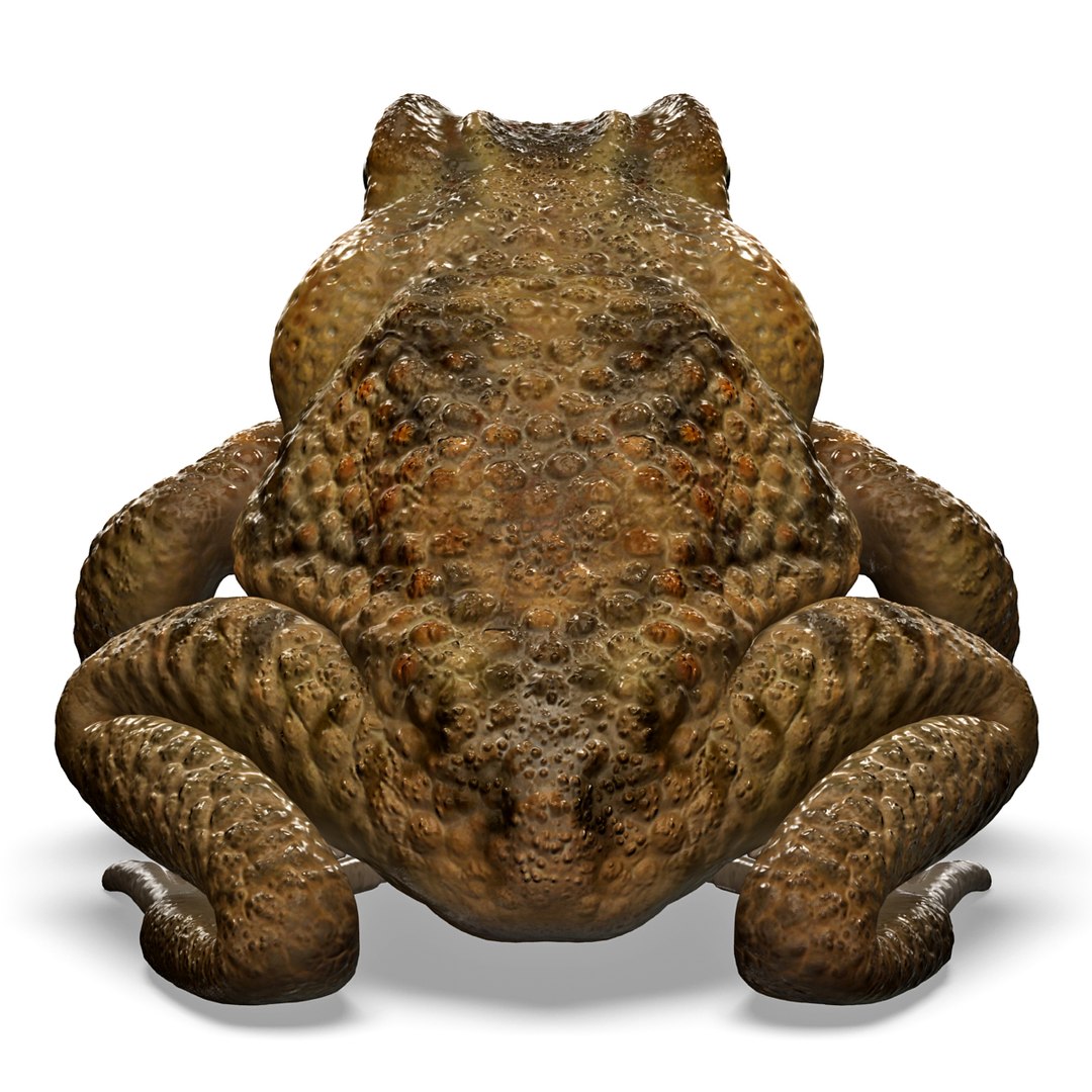 Max Frog Cane Toad