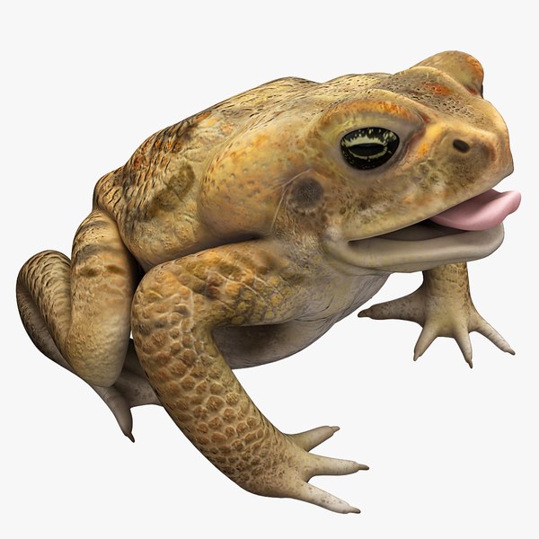 Toad 3D Models for Download | TurboSquid