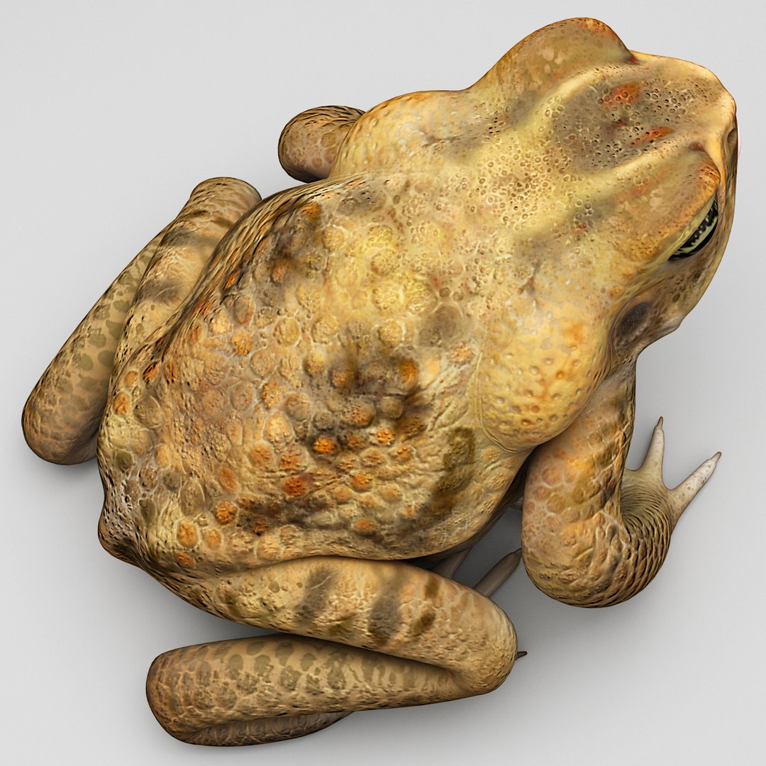 Max Frog Cane Toad