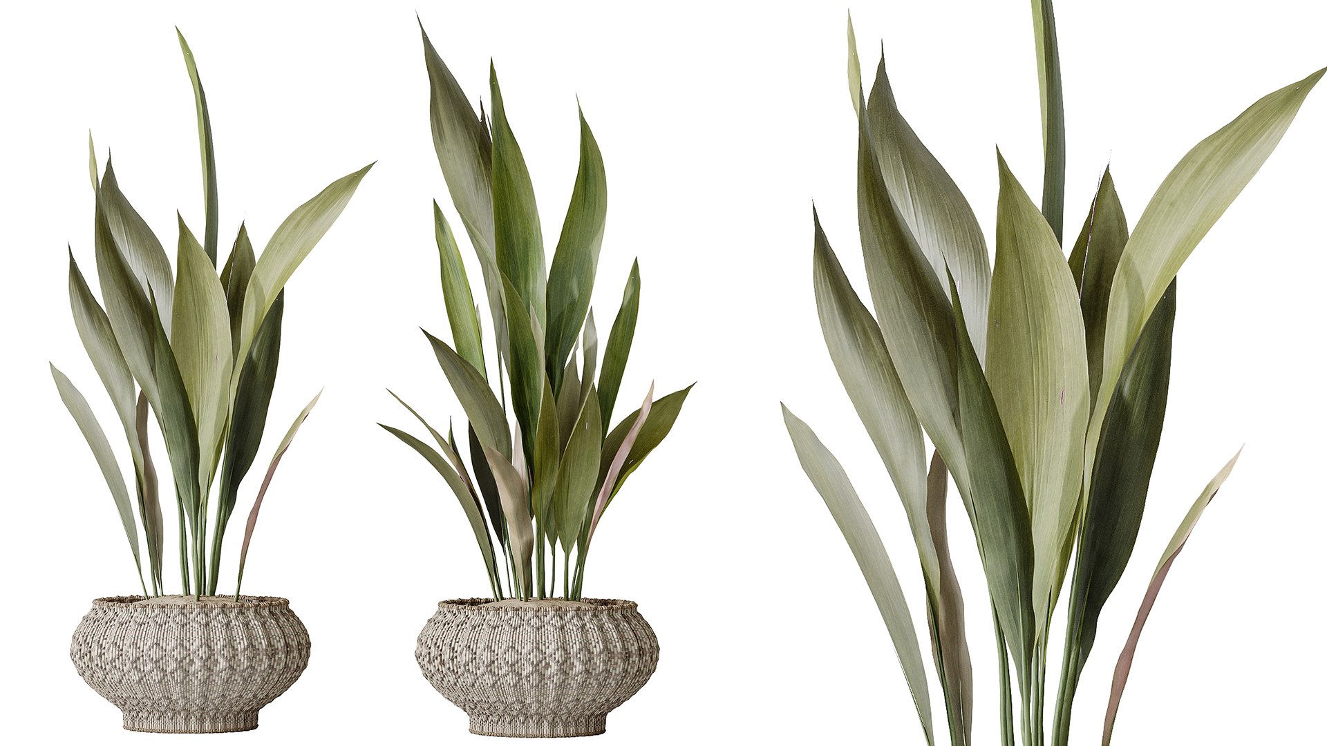 AV Indoor Plants Set 164 Ravenala Banana Strelitzia Nicolai Bird And ...