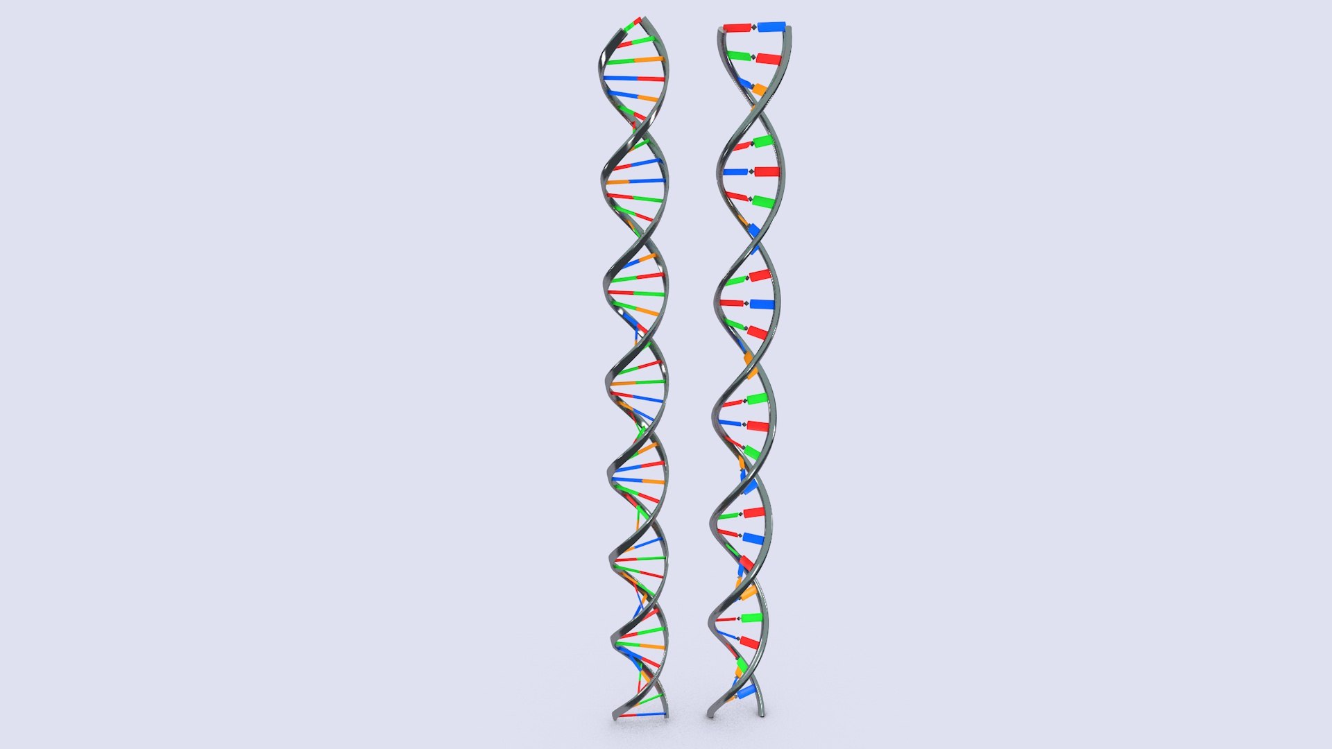 3D DNA Double Helix - TurboSquid 2392569