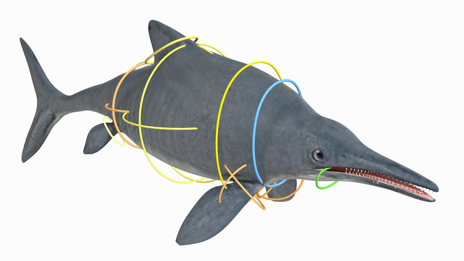 Ichthyosaur Rigged 3D - TurboSquid 2086167