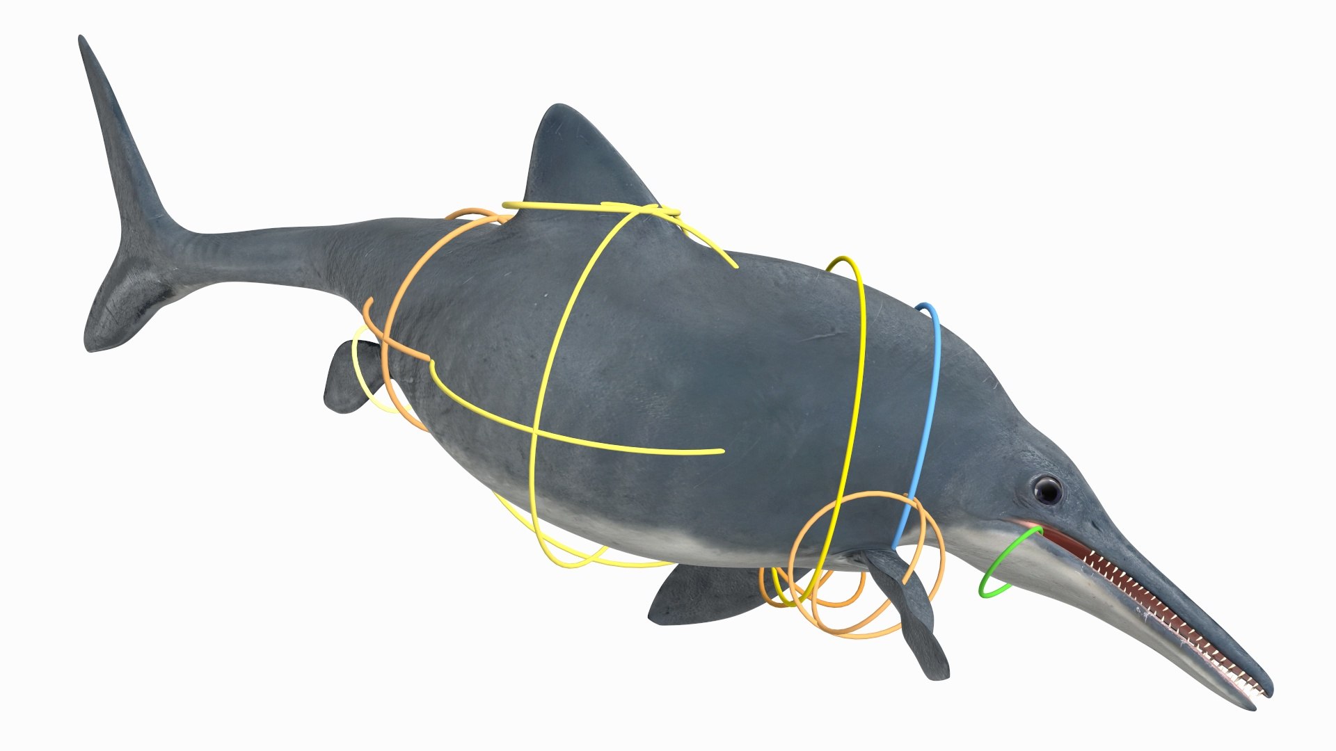 Ichthyosaur Rigged 3D - TurboSquid 2086167