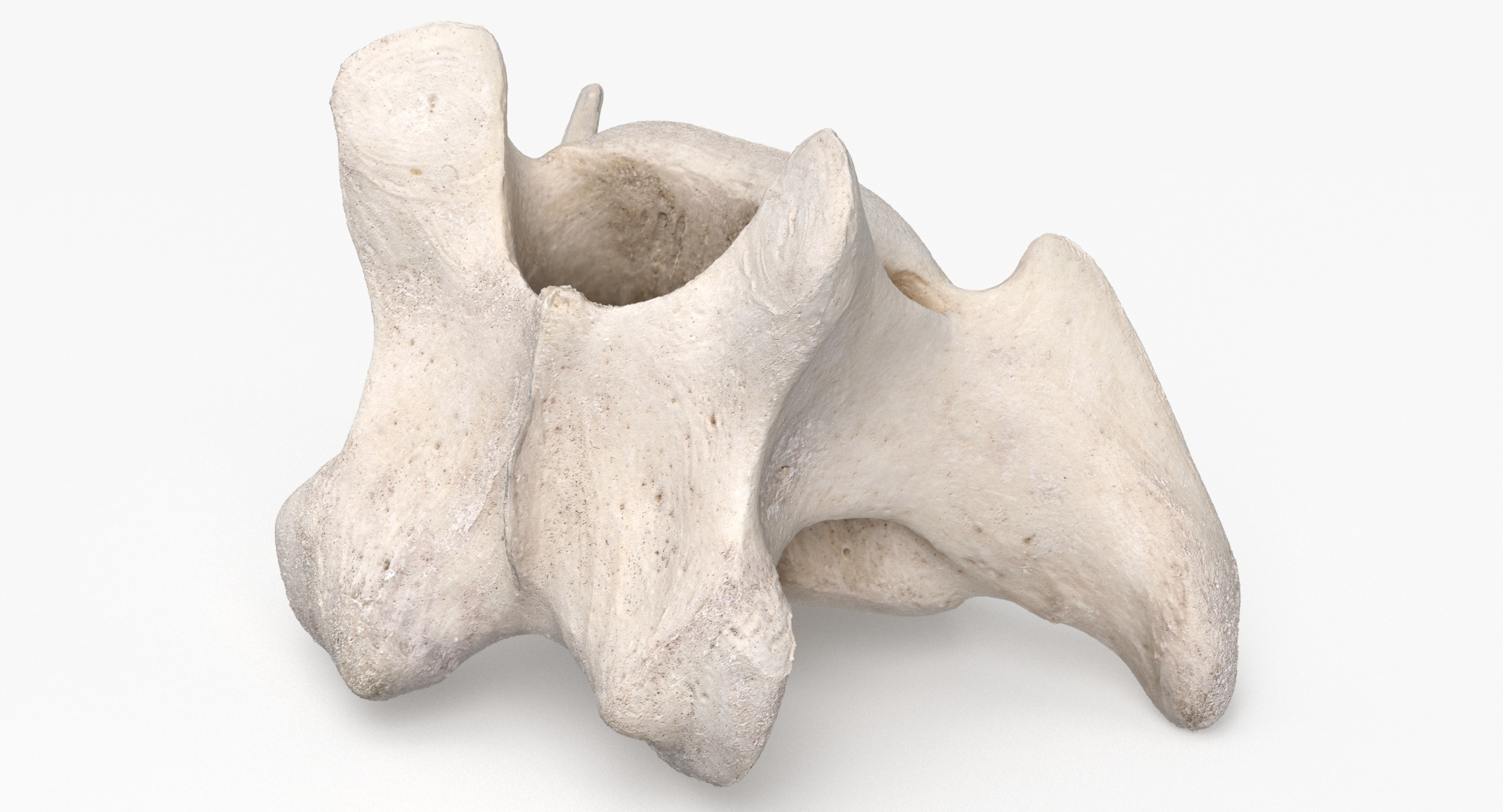 modèle 3D de Ours Ursus Vertèbres Cervicales C3 - TurboSquid 2131244