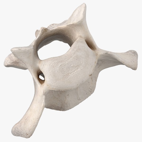 modèle 3D de Ours Ursus Vertèbres Cervicales C3 - TurboSquid 2131244