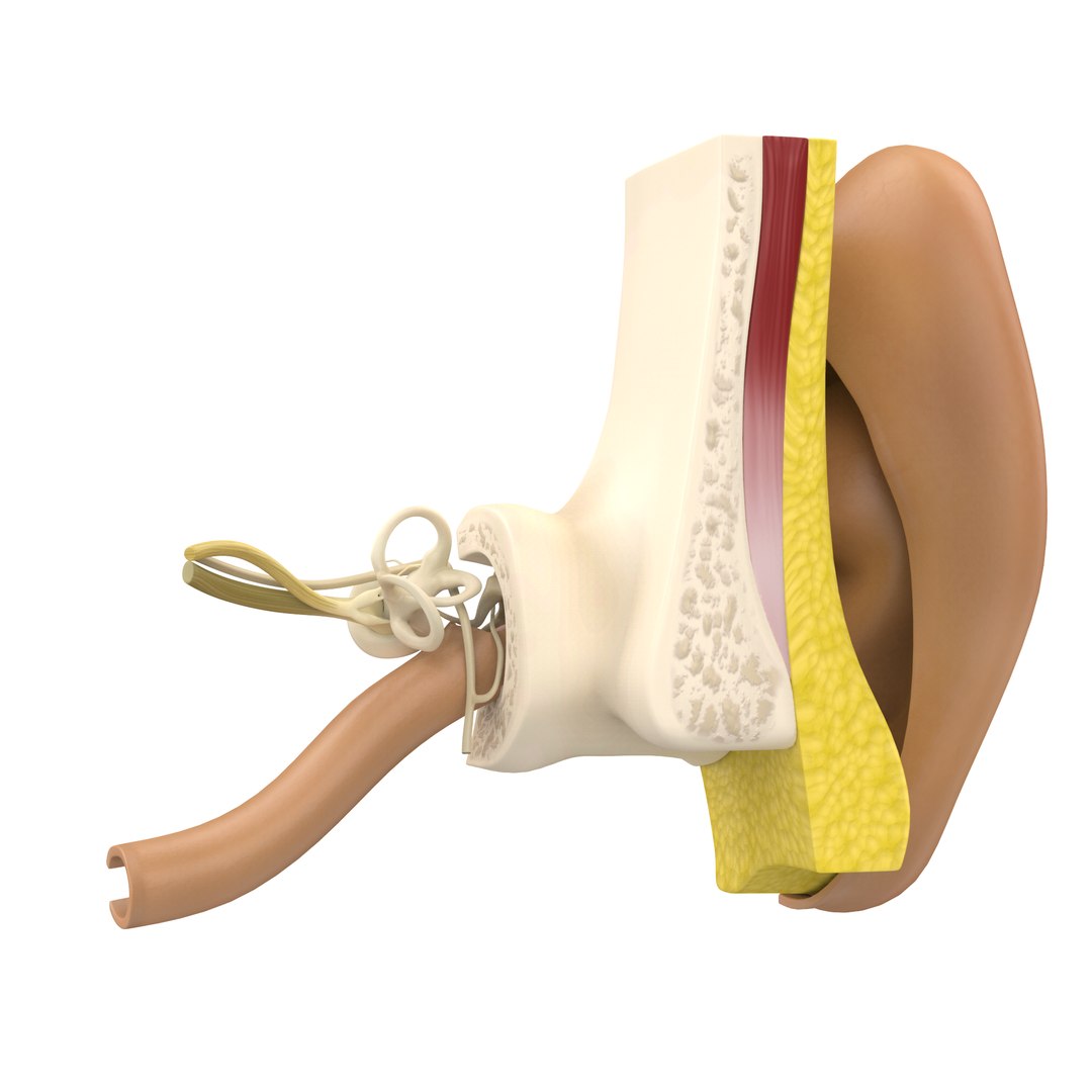Human Ear Dissection 3D - TurboSquid 1369916