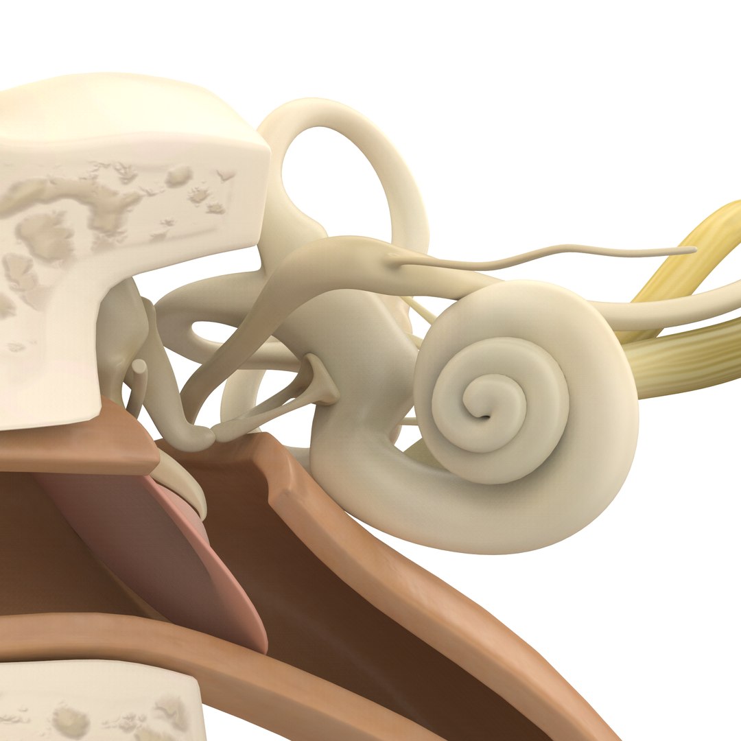 Human Ear Dissection 3D - TurboSquid 1369916