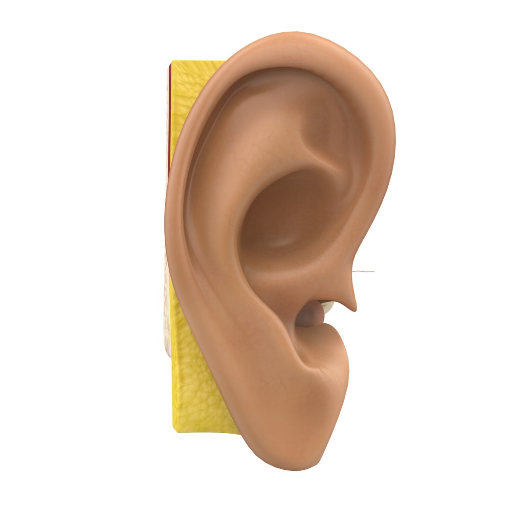 Human Ear Dissection 3D - TurboSquid 1369916