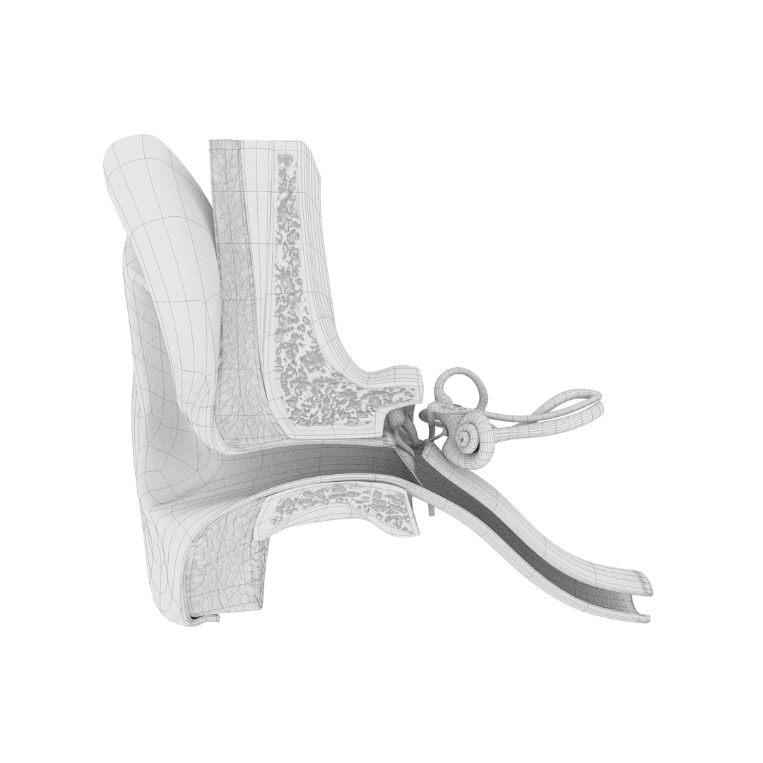 Human Ear Dissection 3D - TurboSquid 1369916