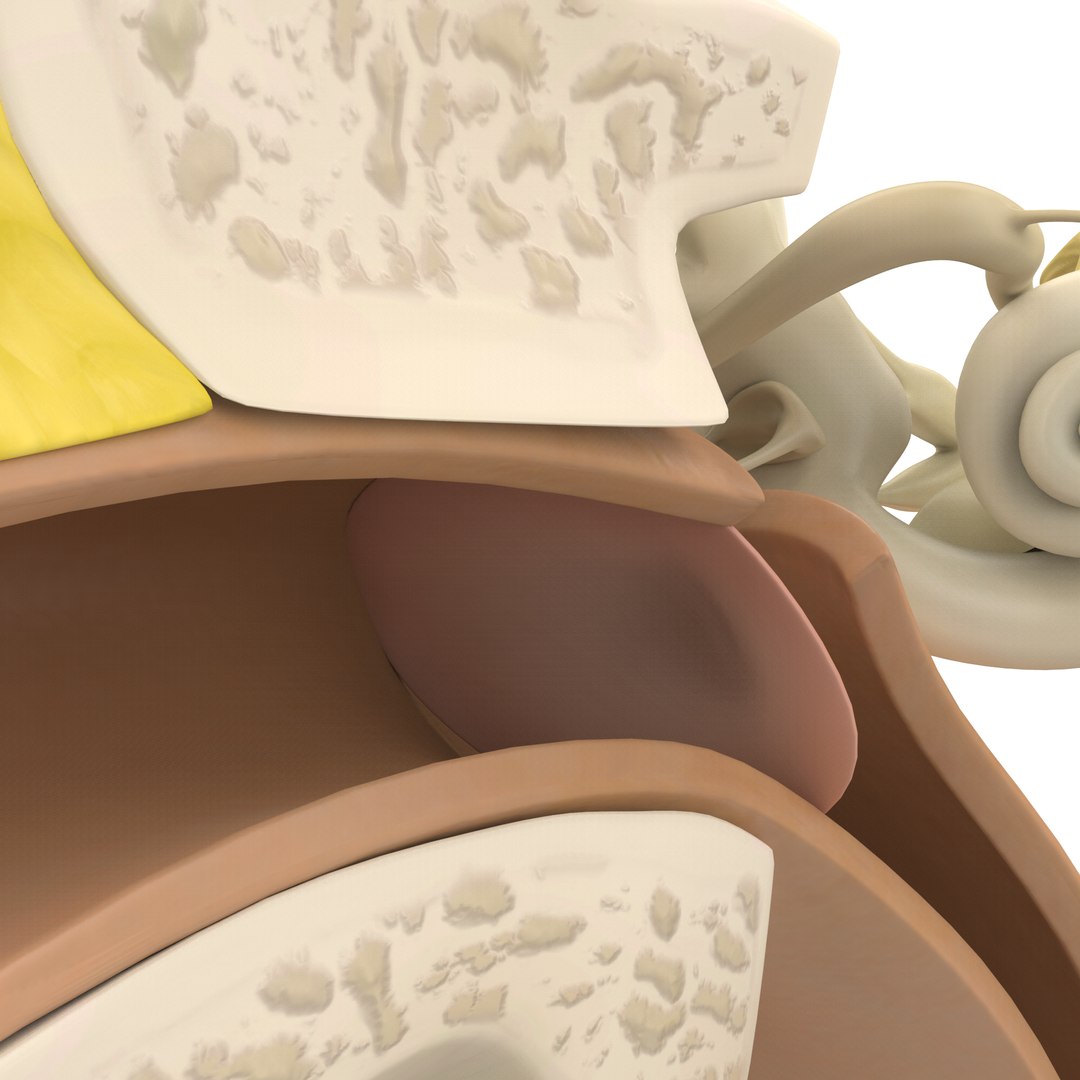 Human Ear Dissection 3D - TurboSquid 1369916