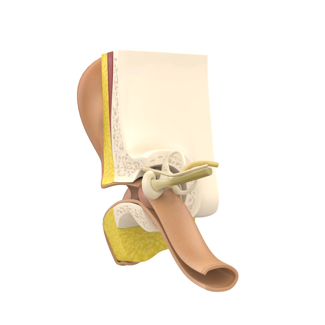 Human Ear Dissection 3D - TurboSquid 1369916