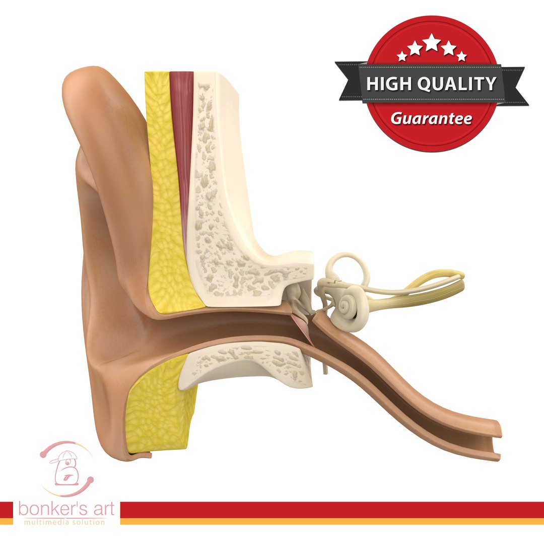 Human Ear Dissection 3D - TurboSquid 1369916