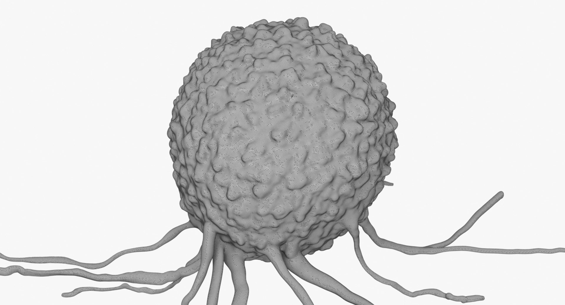 Leukocyte Attack 3D Model - TurboSquid 1365503