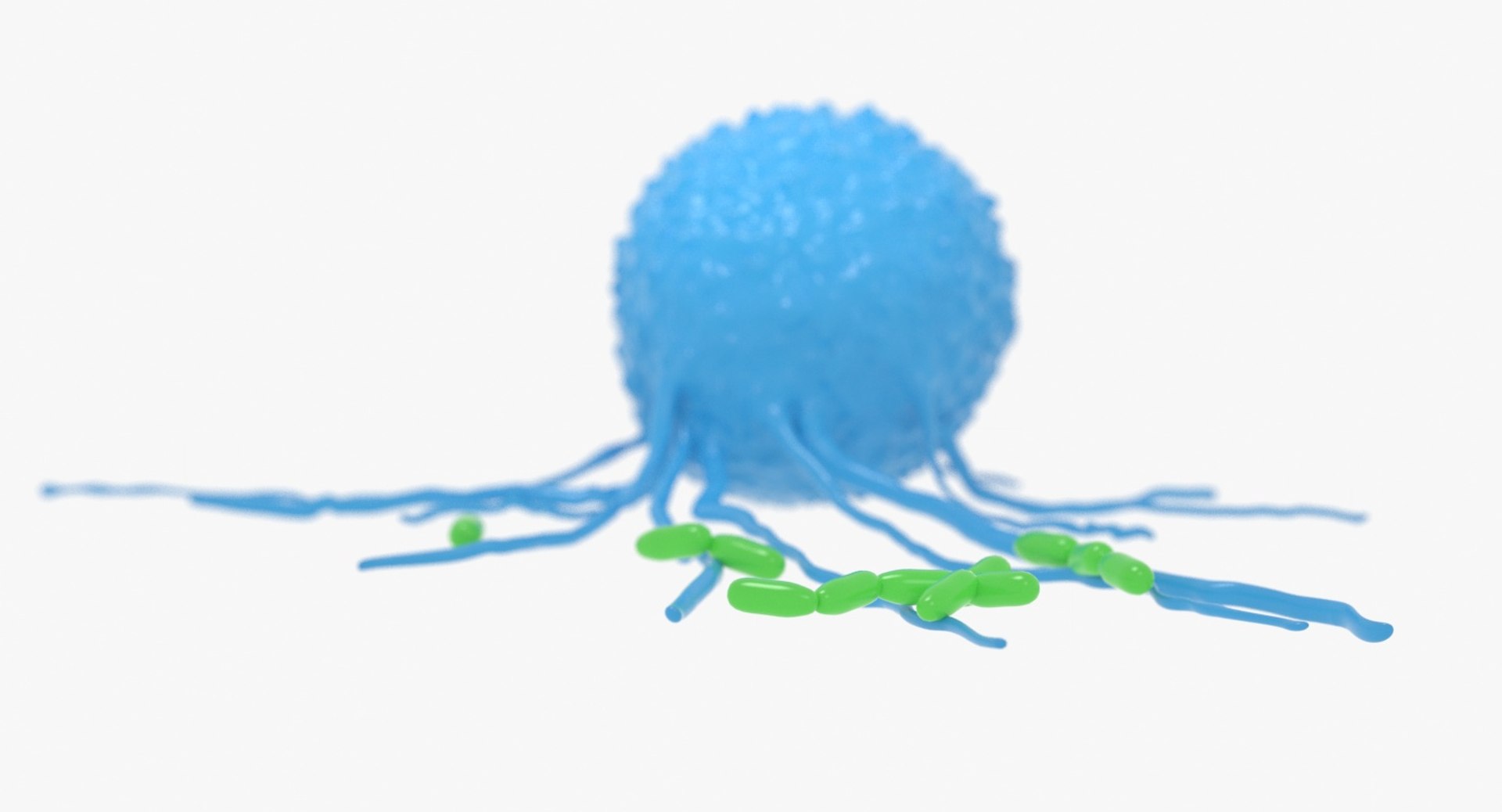 Leukocyte Attack 3D Model - TurboSquid 1365503