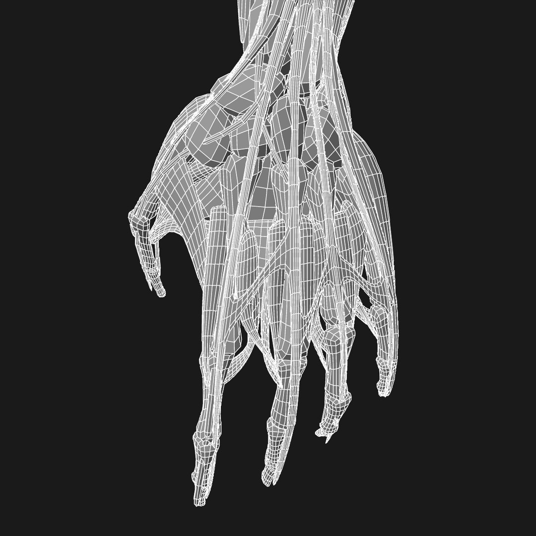 3d Complete Male Arm Anatomy
