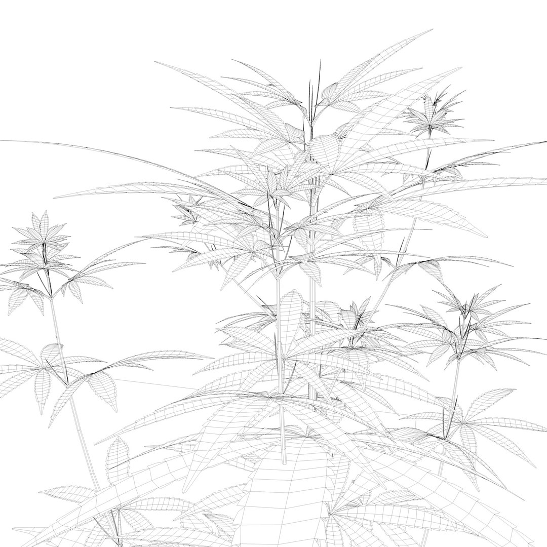 Cannabis Growing 3D Model - TurboSquid 1509880