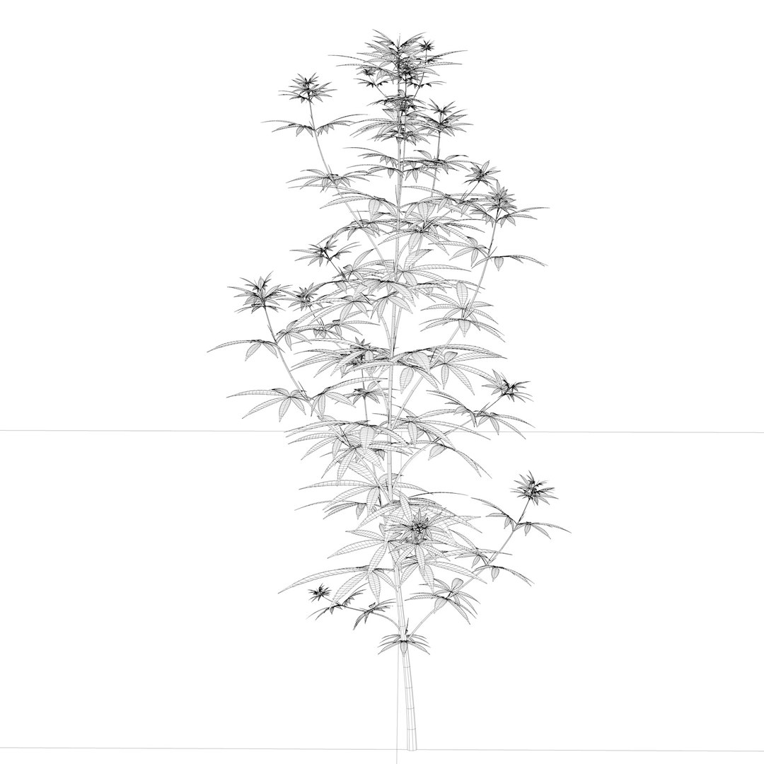 Cannabis Growing 3D Model - TurboSquid 1509880