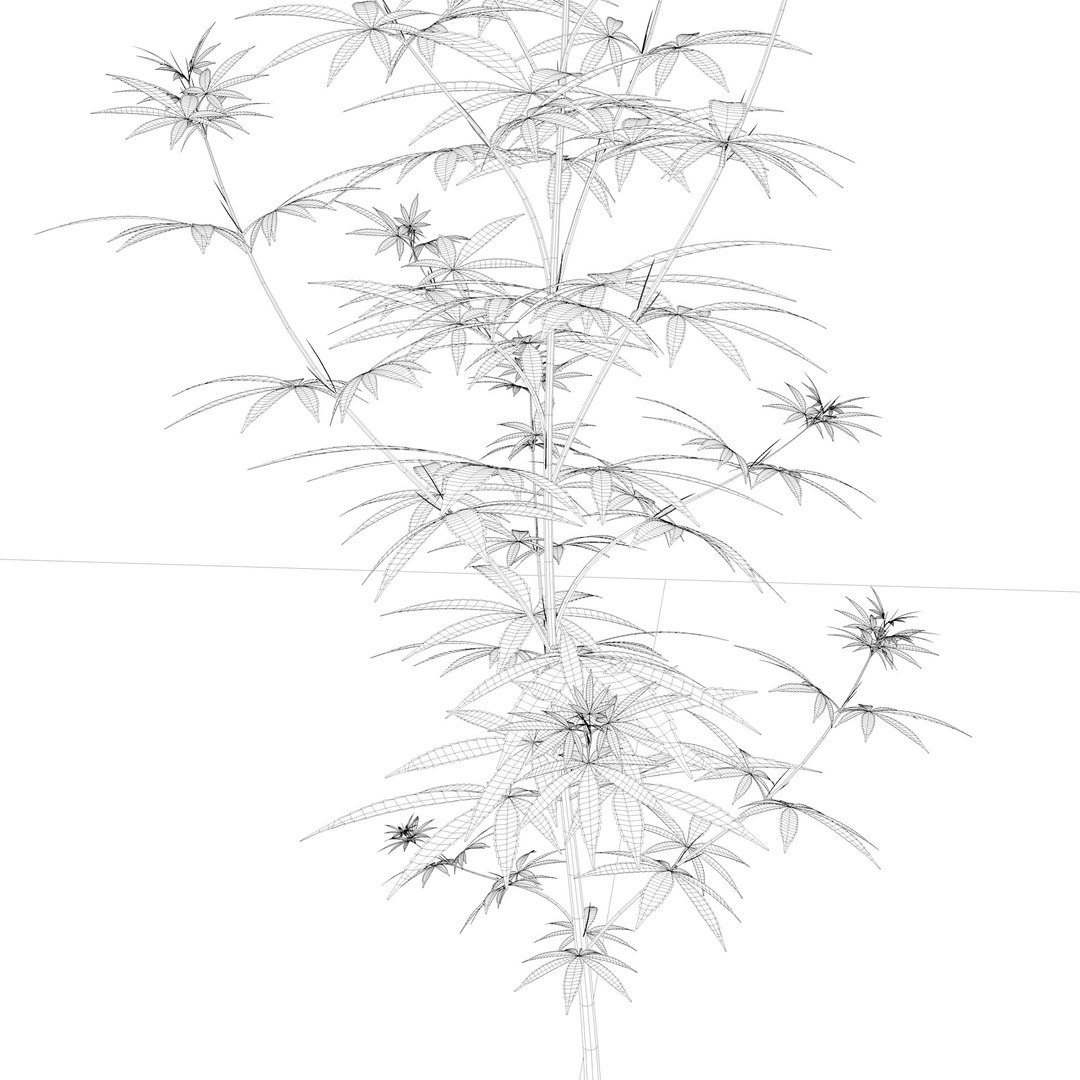 Cannabis Growing 3D Model - TurboSquid 1509880
