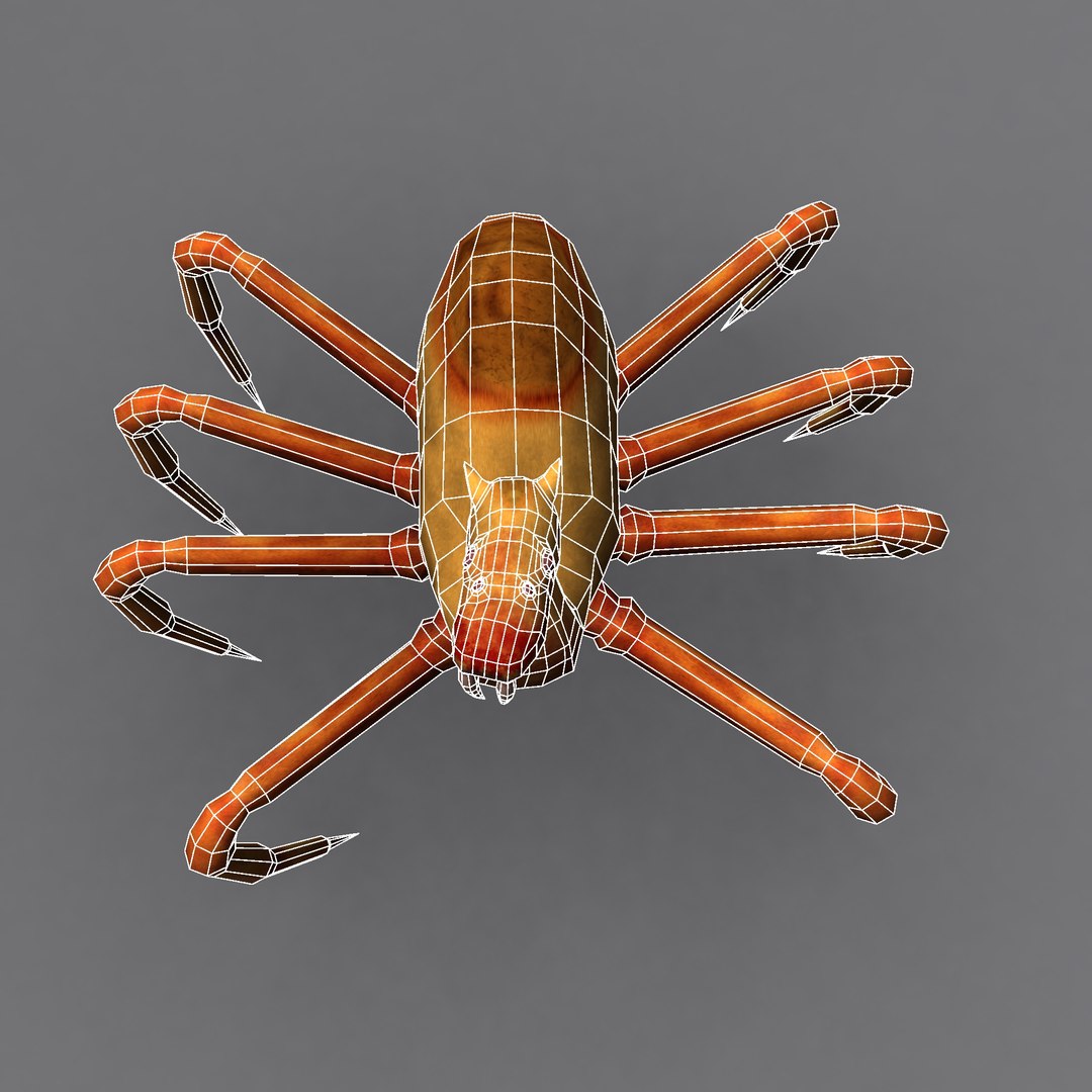 3d Horror Camel Spider Model