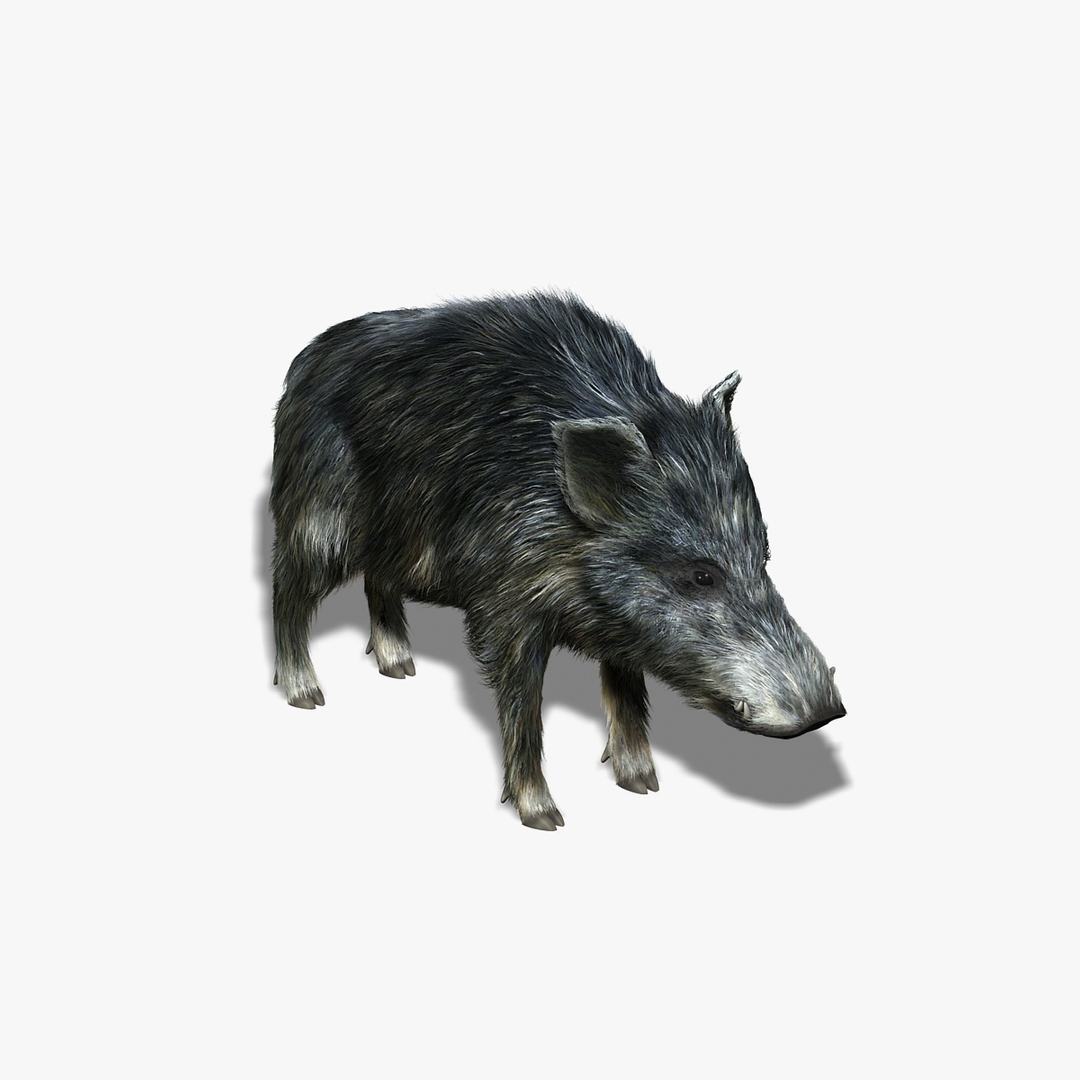 Wild Boar Fur 3d Model