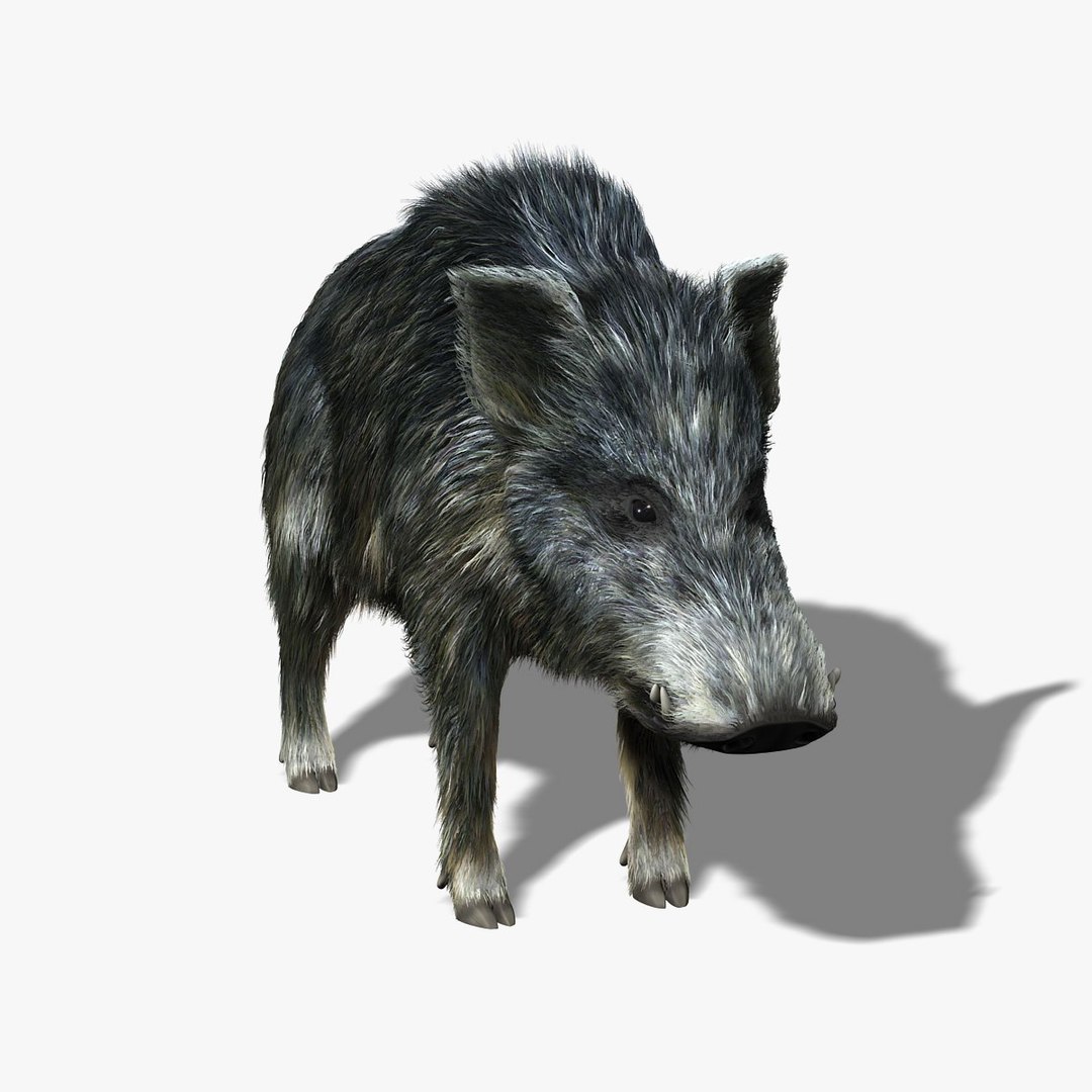 Wild Boar Fur 3d Model