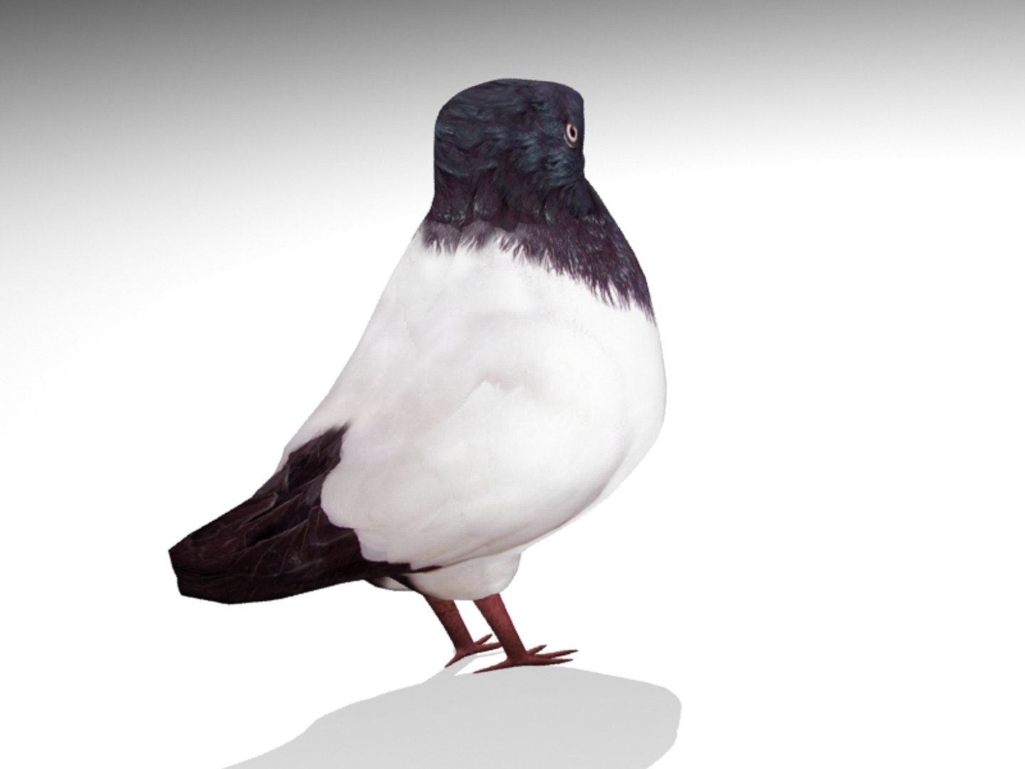 3d Model Pigeon
