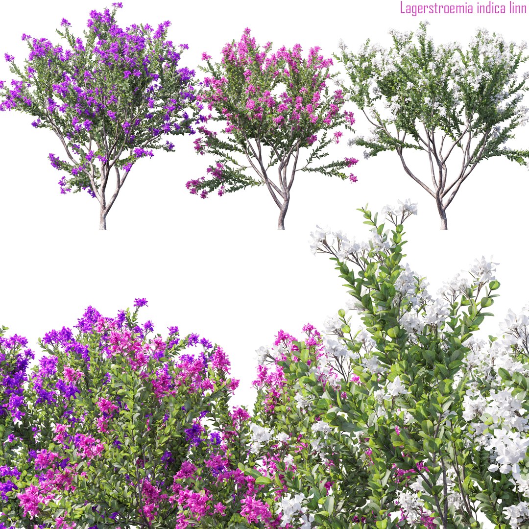 3D Lagerstroemia indica - TurboSquid 1790730