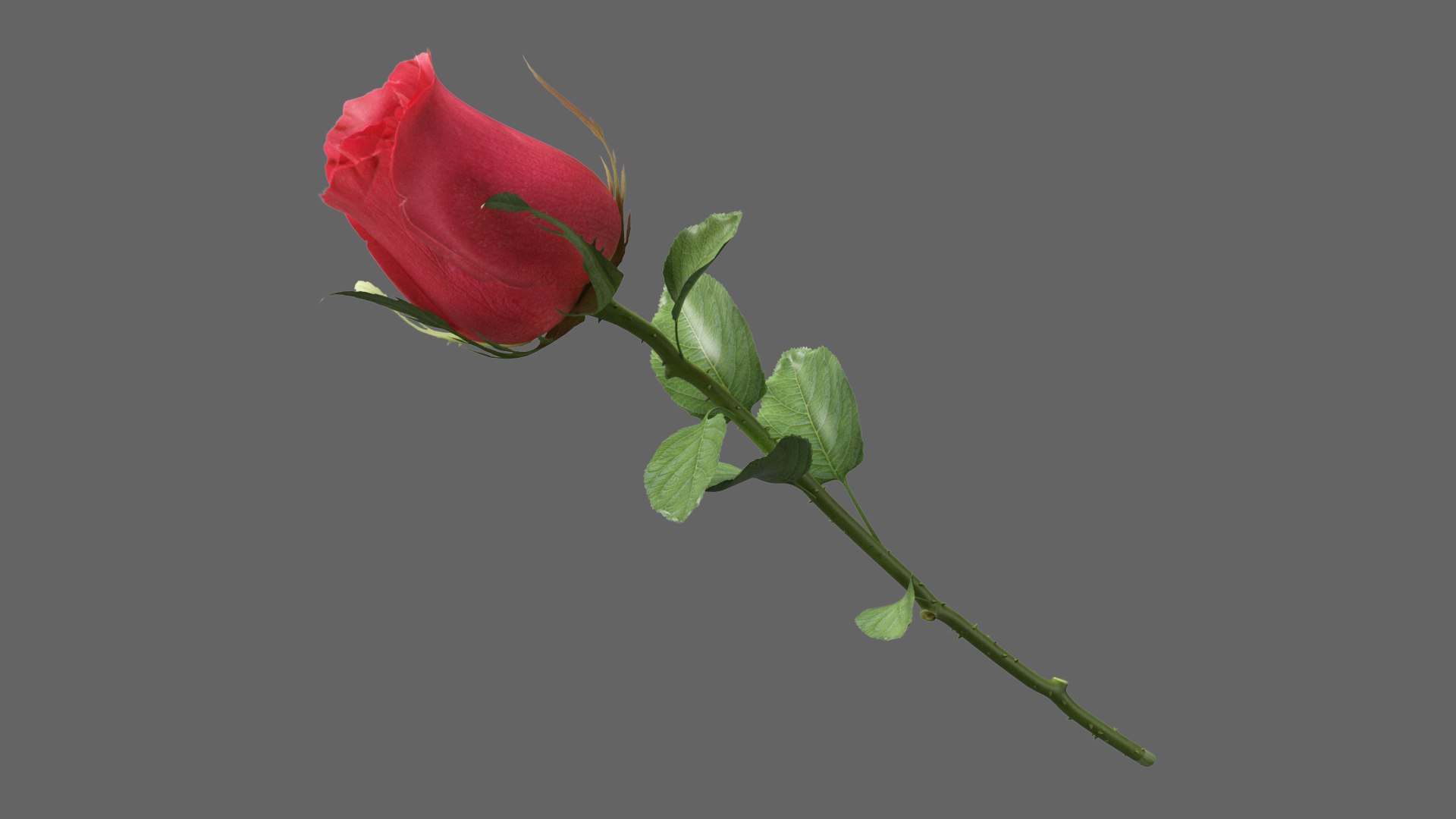 Rose Flower 3D Model - TurboSquid 1421560