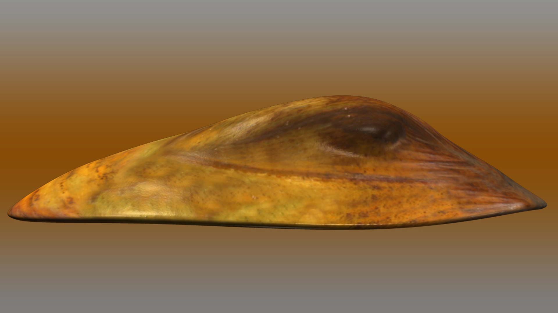 Unio Genus Freshwater Obj