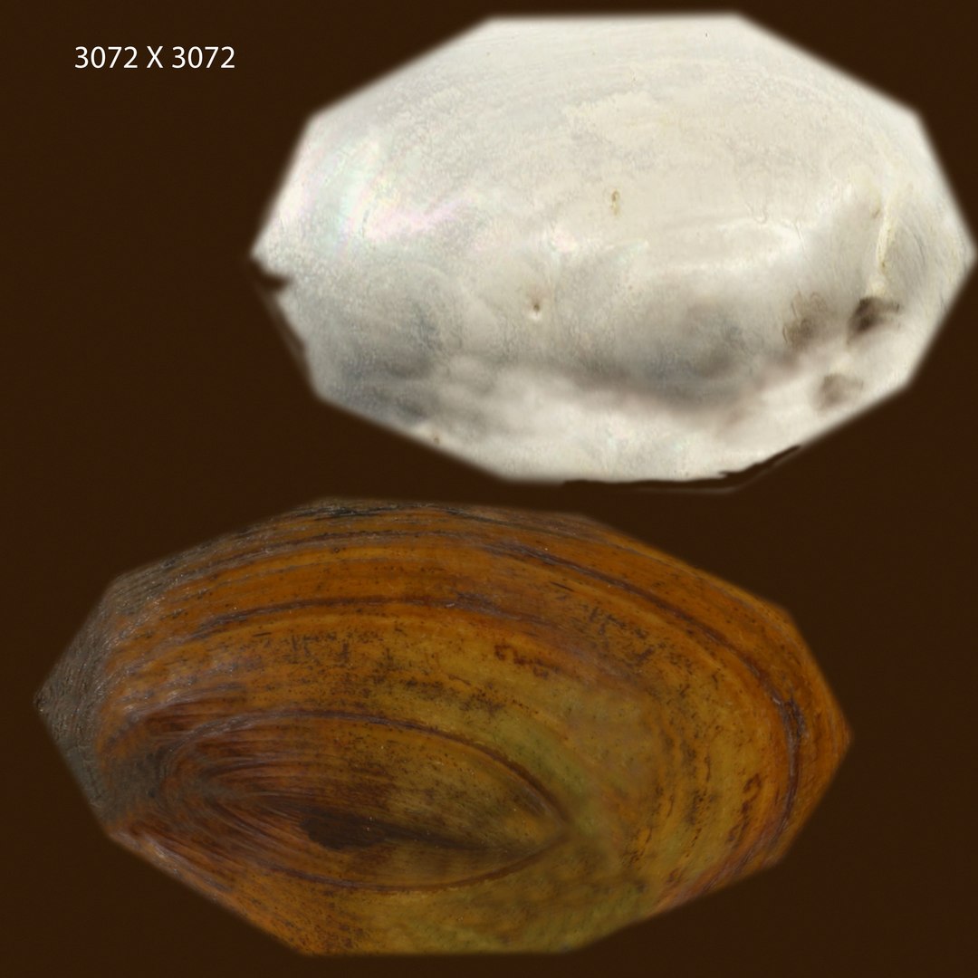 Unio Genus Freshwater Obj