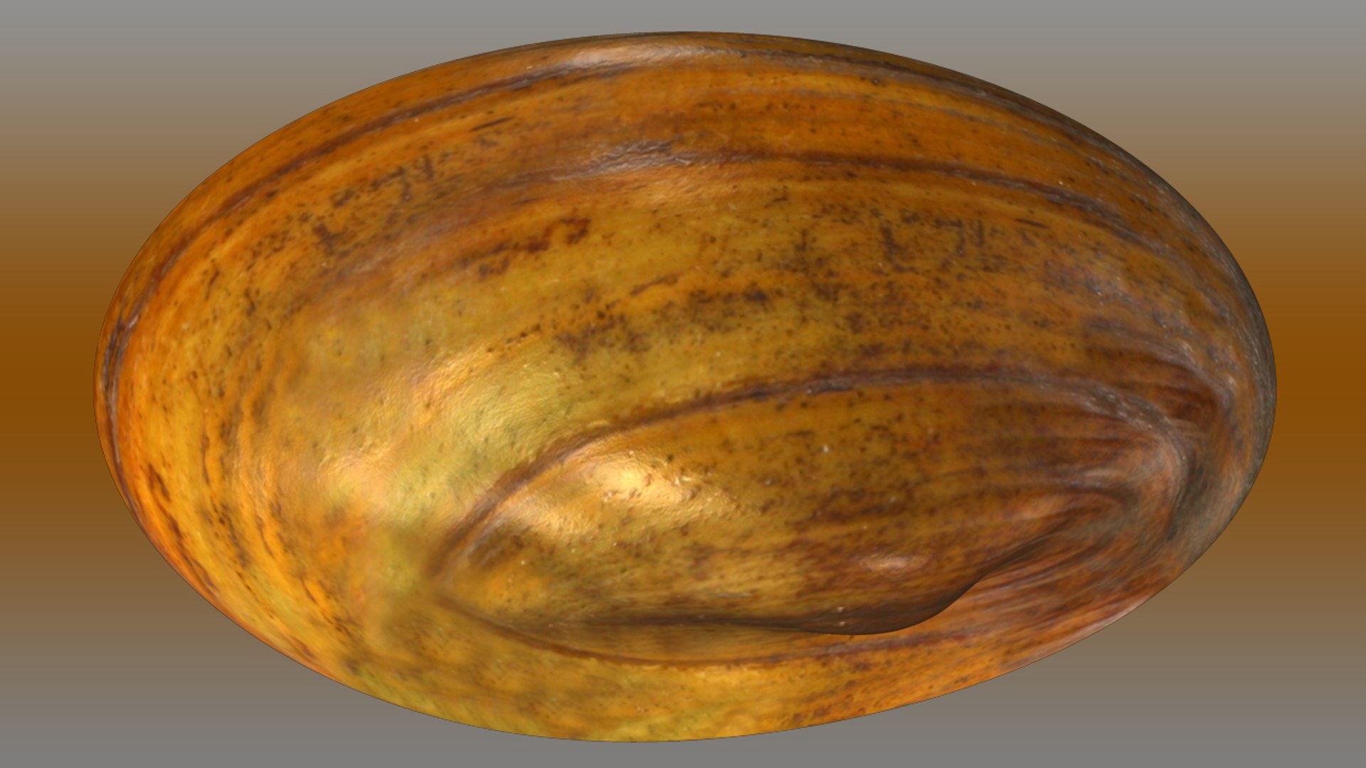 Unio Genus Freshwater Obj