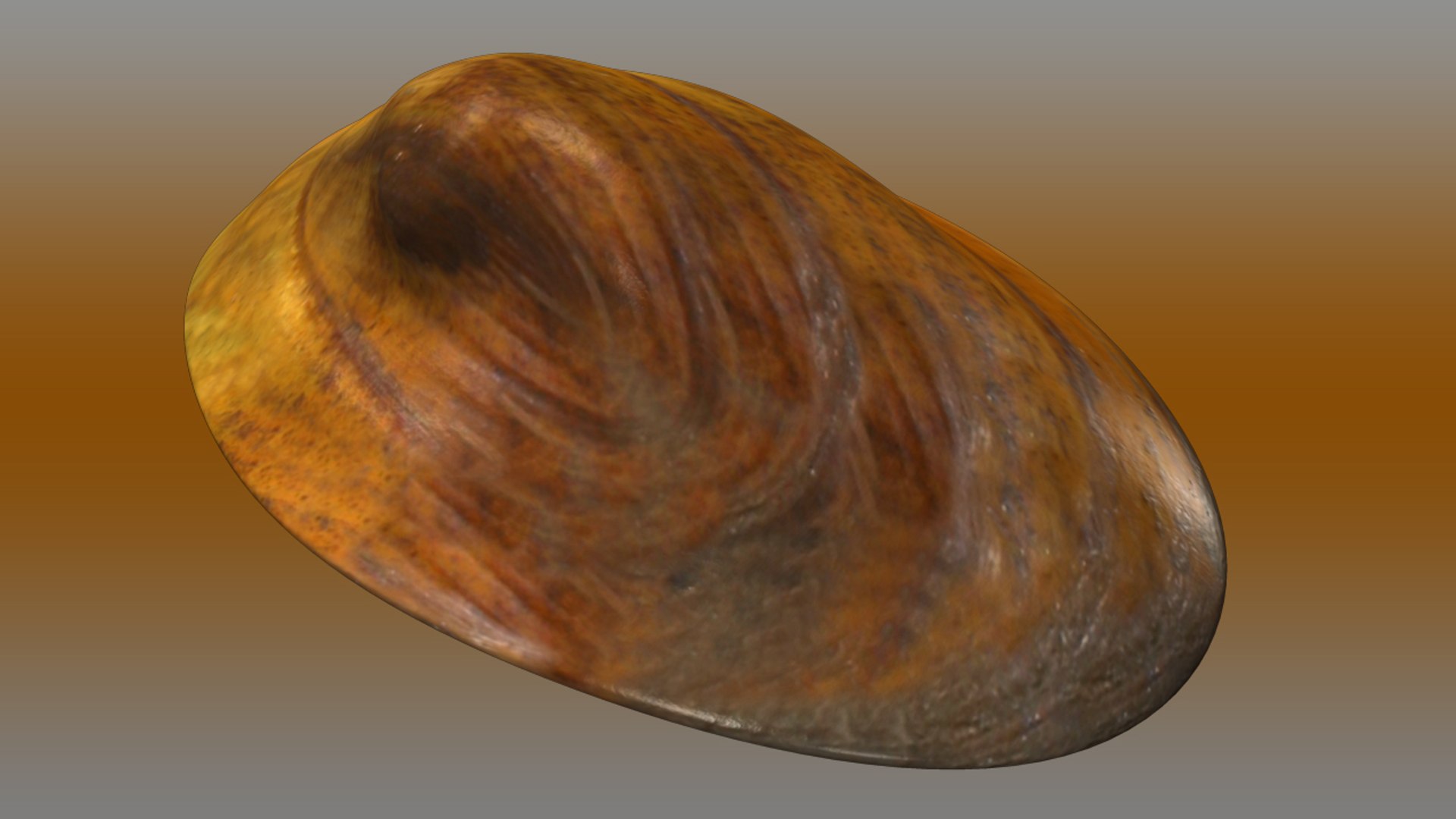 Unio Genus Freshwater Obj