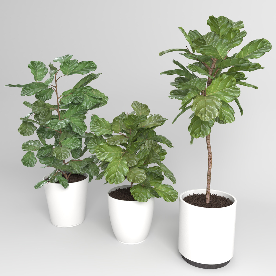 3D модель Фикус Лирата (Fiddle-Leaf Fig) - TurboSquid 1082567