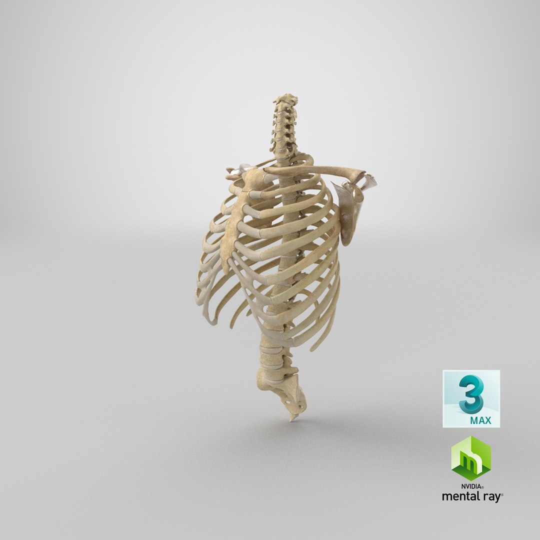 Human Rib Cage Spine 3D Model - TurboSquid 1657167